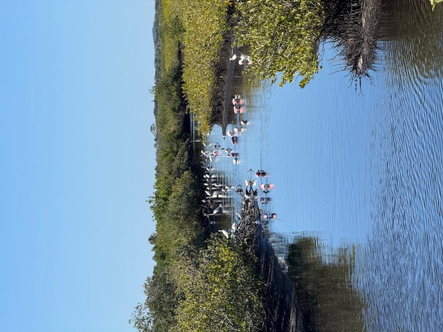 Merritt Island National Wildlife Refuge | East Coast Tour & Shuttle
